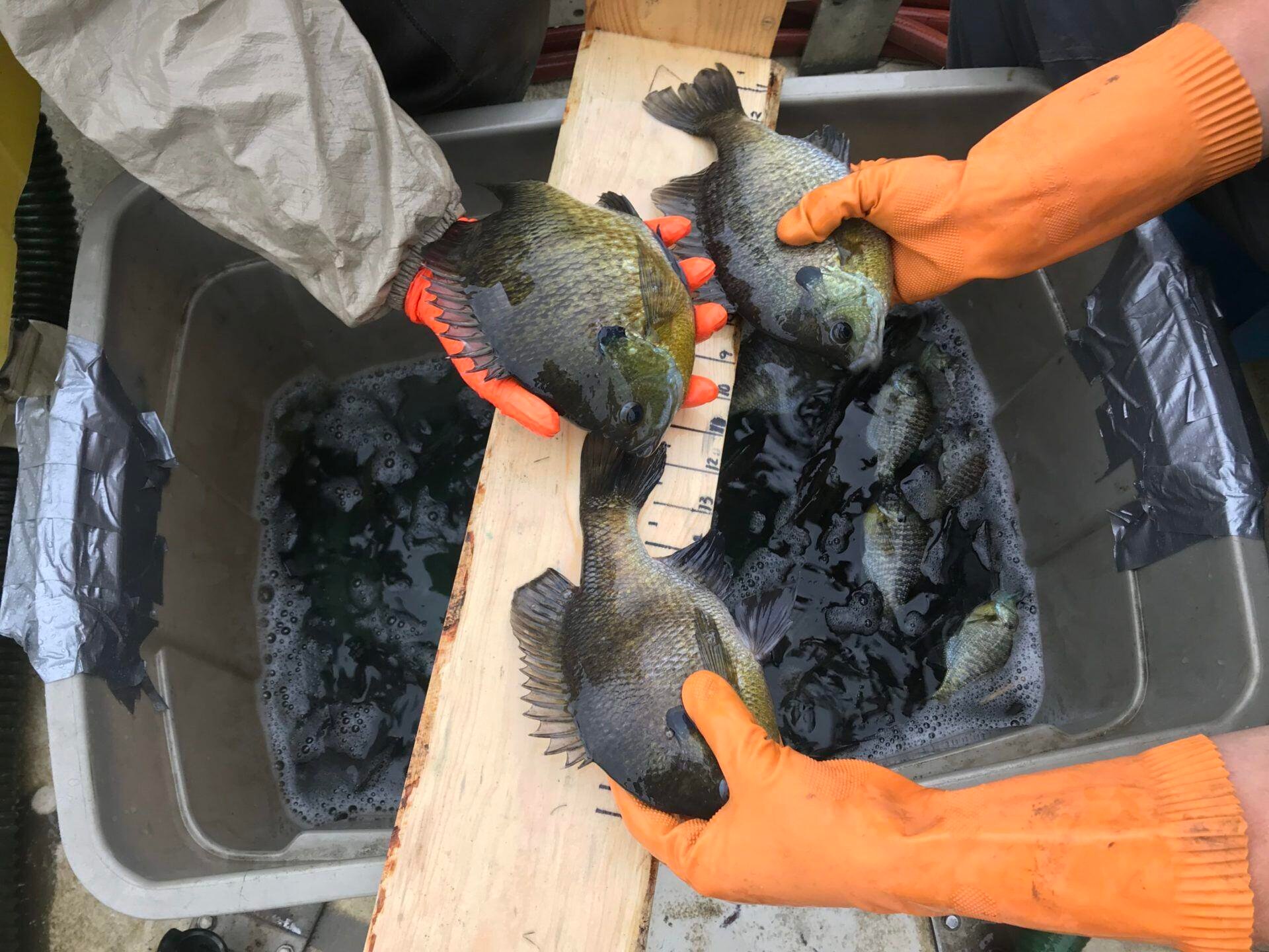 Bluegill vs. Hybrid Bluegill