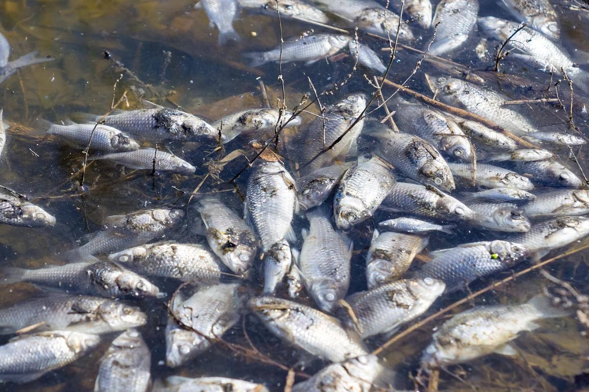 Winter Pond Safety: Prevent Fish Kills and Protect Your Fish